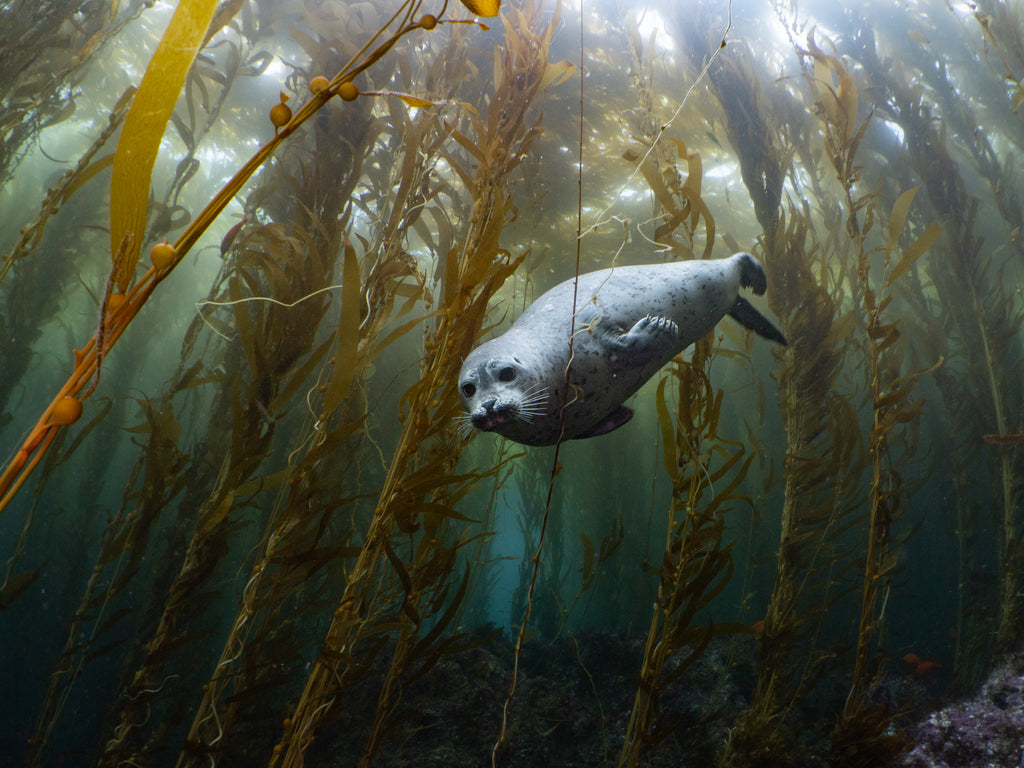 Joanna Smart's January Photo Journal: An Our World Underwater Rolex Sc ...