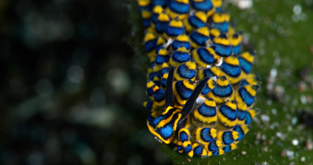 Macro Video Gear Guide: Everything You Need To Step Up Your Macro Foot ...