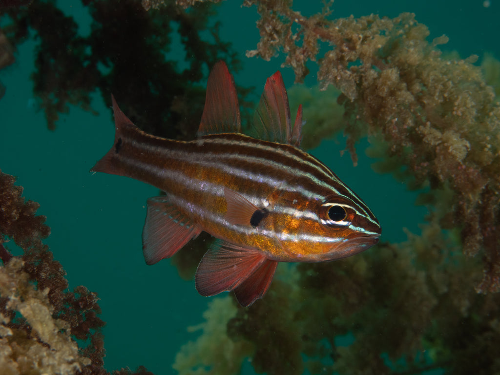 Joanna Smart's November Photo Journal: An Our World Underwater Rolex S ...